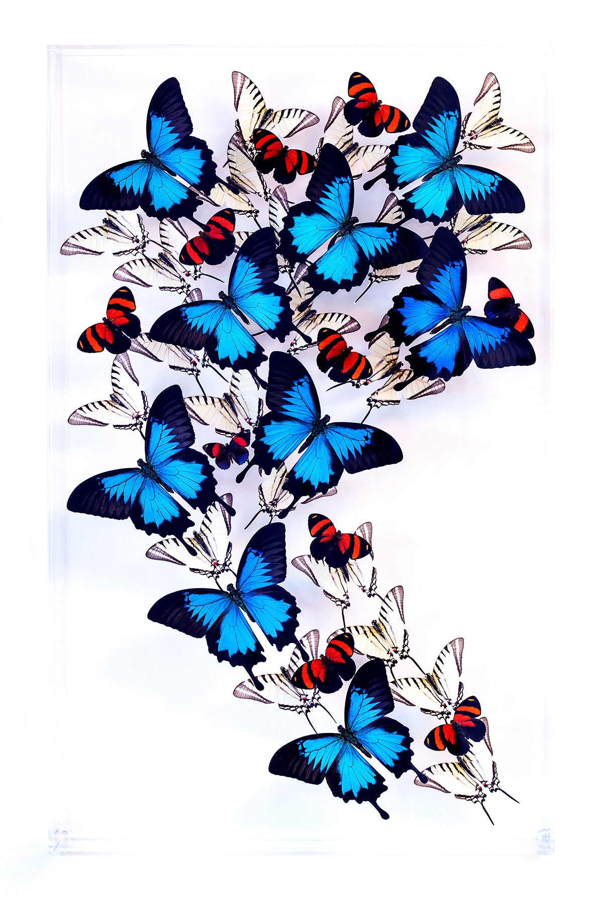 All Page 4 – Elegant Art of Exotic Butterflies