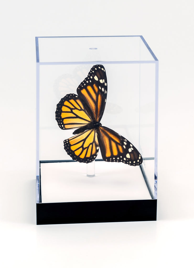 All – Elegant Art of Exotic Butterflies