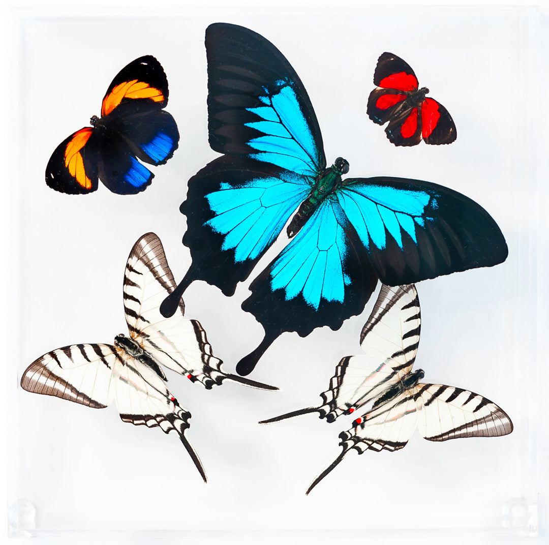 7" x 7" exotic butterfly display - 77SUPPZ – Elegant Art of Exotic ...