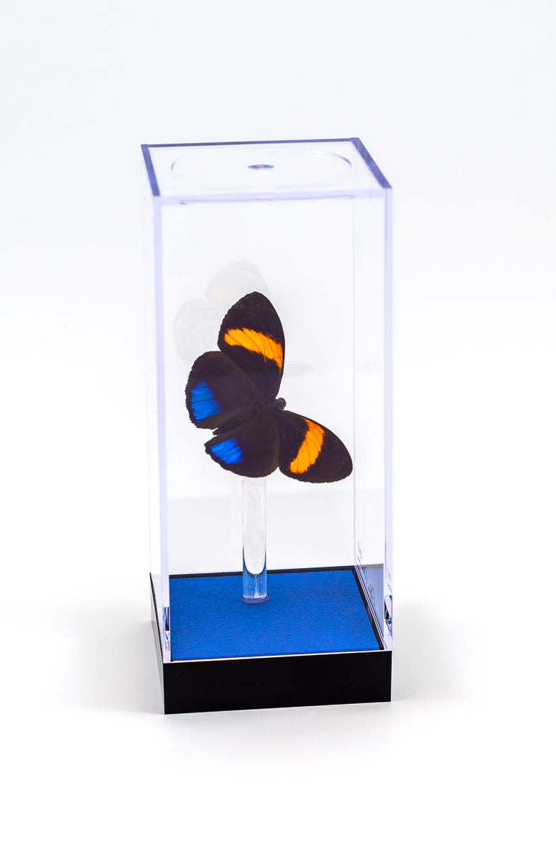 5" Tall Table Display - Pastazza Butterfly – Elegant Art of Exotic ...